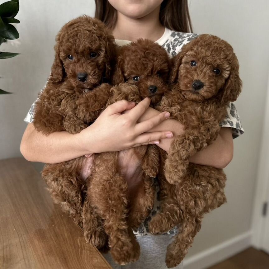 Пудель, щенок