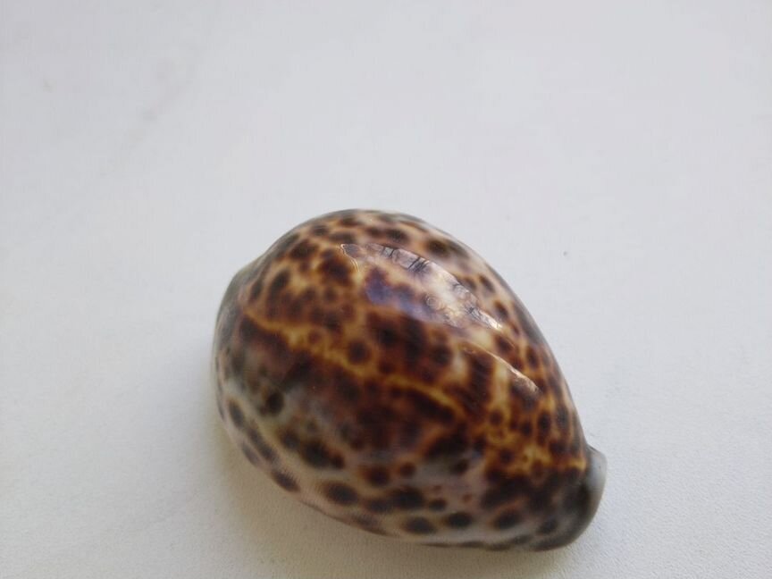 Ракушки морские, ципреи тигровые Cypraea tigris
