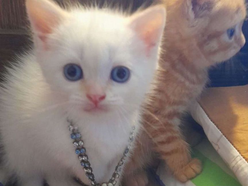 Британский плюшевый мальчик