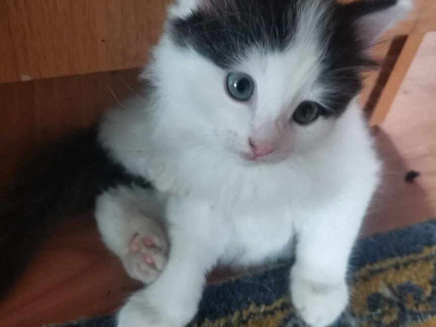 Котик благородных кровей