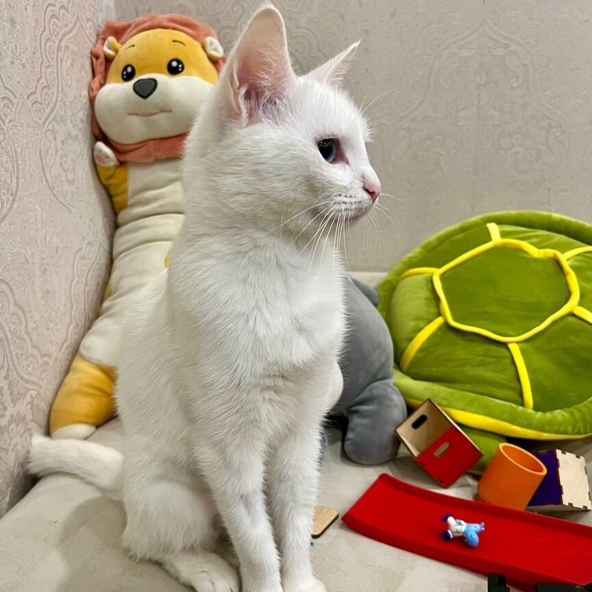 Белая кошечка в добрые руки