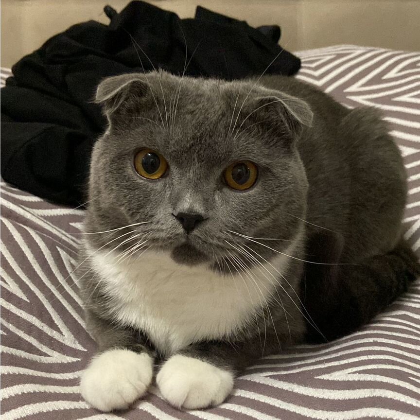 Шотландский вислоухий короткошёрстный, взрослый кот