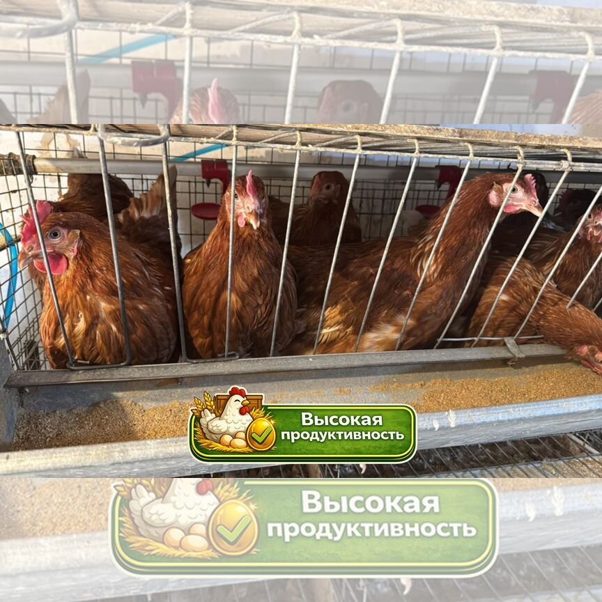 Куры несушки с доставкой
