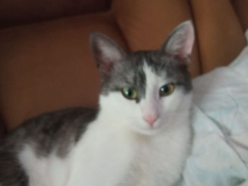 Молодой домашний котик