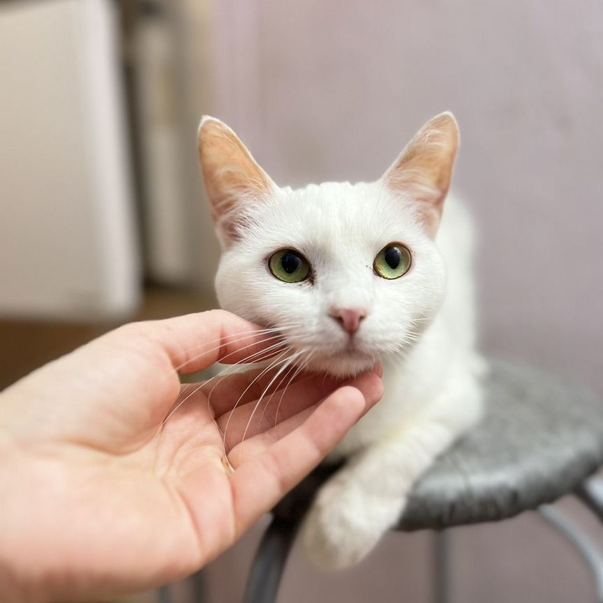 Кошечка ищет семью