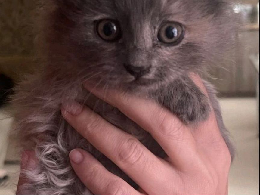 Милые котята 2 мес
