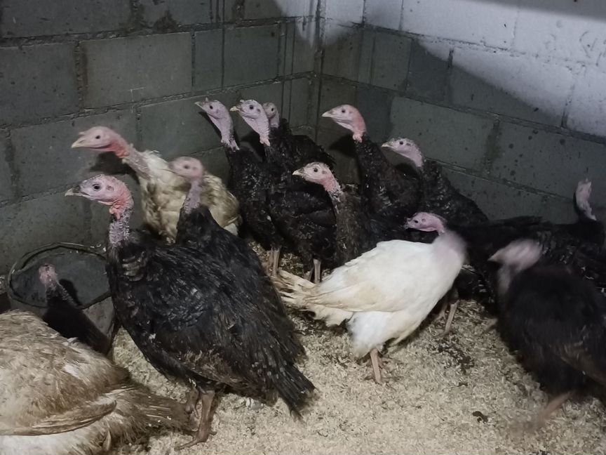 Семья индюков