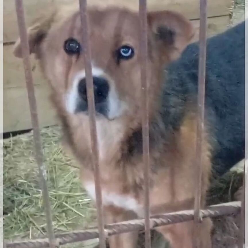 Взрослый пёс в добрые руки