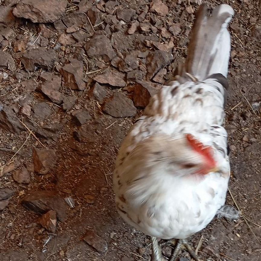 Сильверудд блю