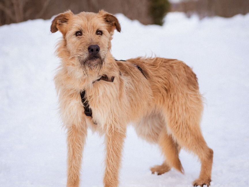 Невероятная девчонка ищет свой дом и семью