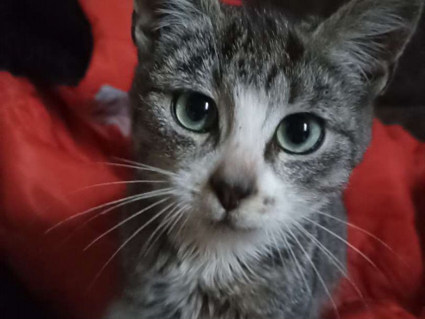 Кошки в добрые руки бесплатно