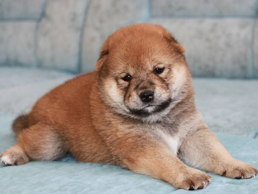 Предлагаем суперского мальчика