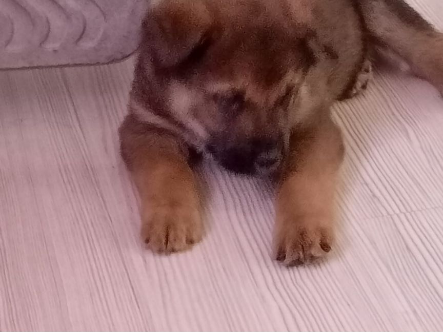 Щенок в добрые руки