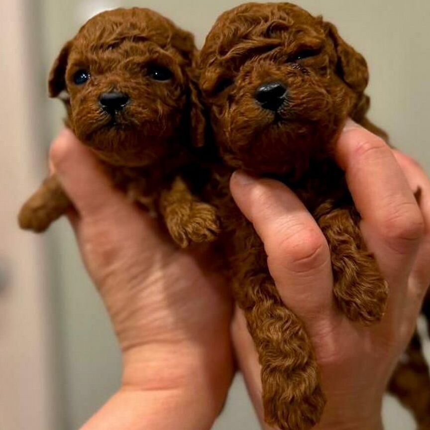 Той-пудель, щенок