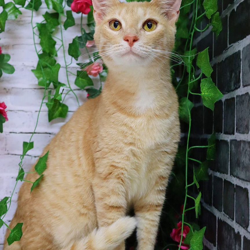 Котик в добрые руки