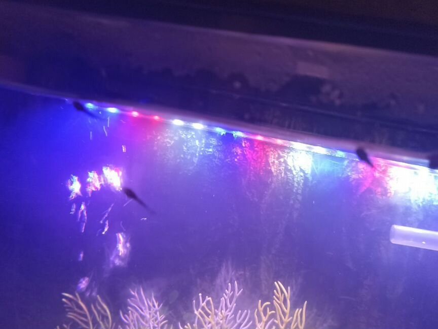 Парчовый сомик