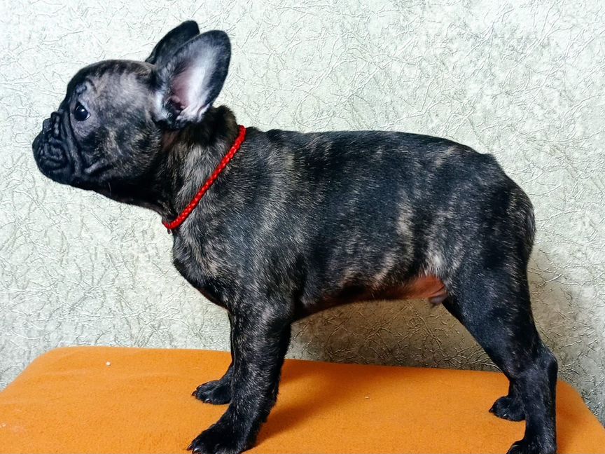 Два тигровых кобеля