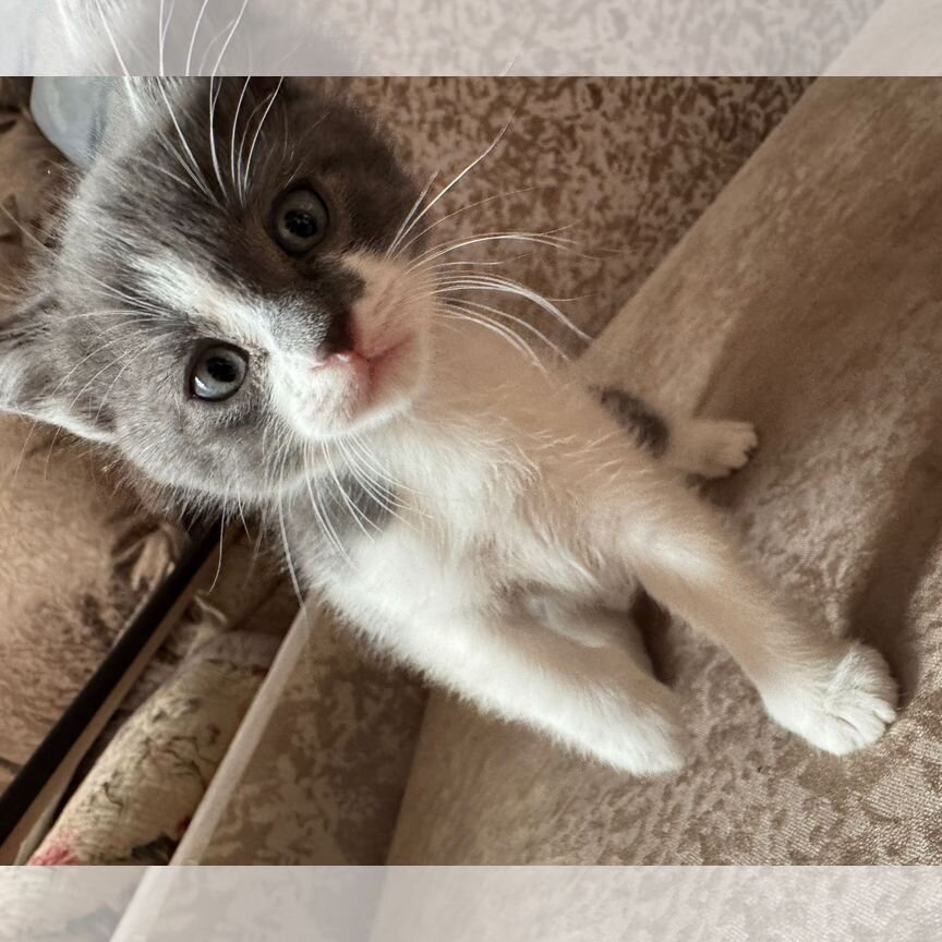 Котенок мальчик в дар