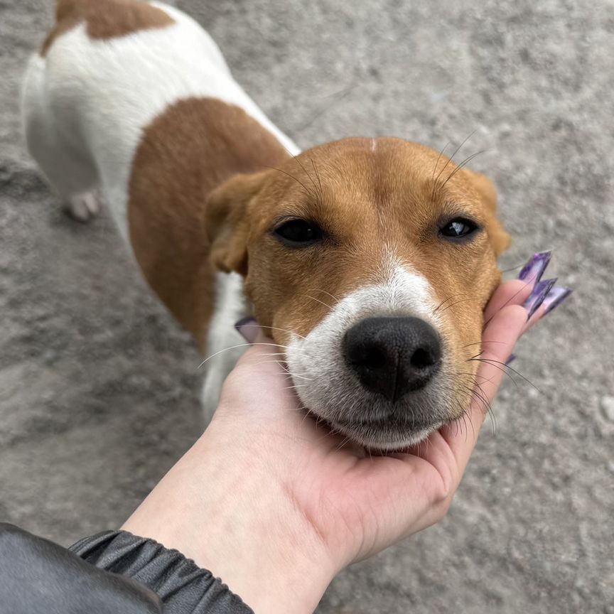 Джек-рассел-терьер, взрослая собака