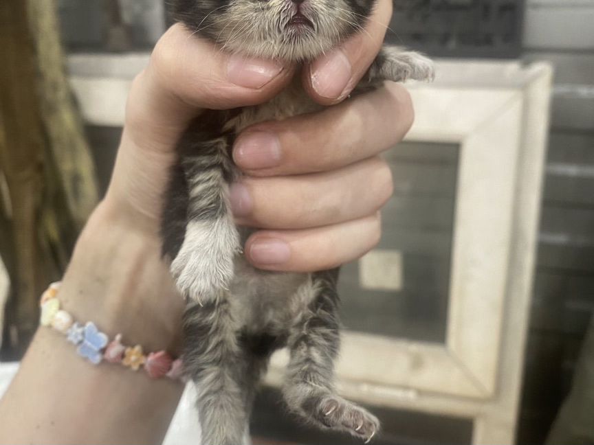 Отдам котят в добрые руки