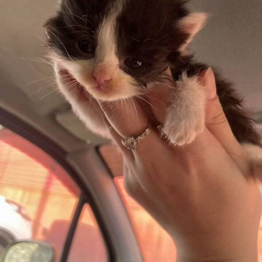 Котенок в добрые ручки