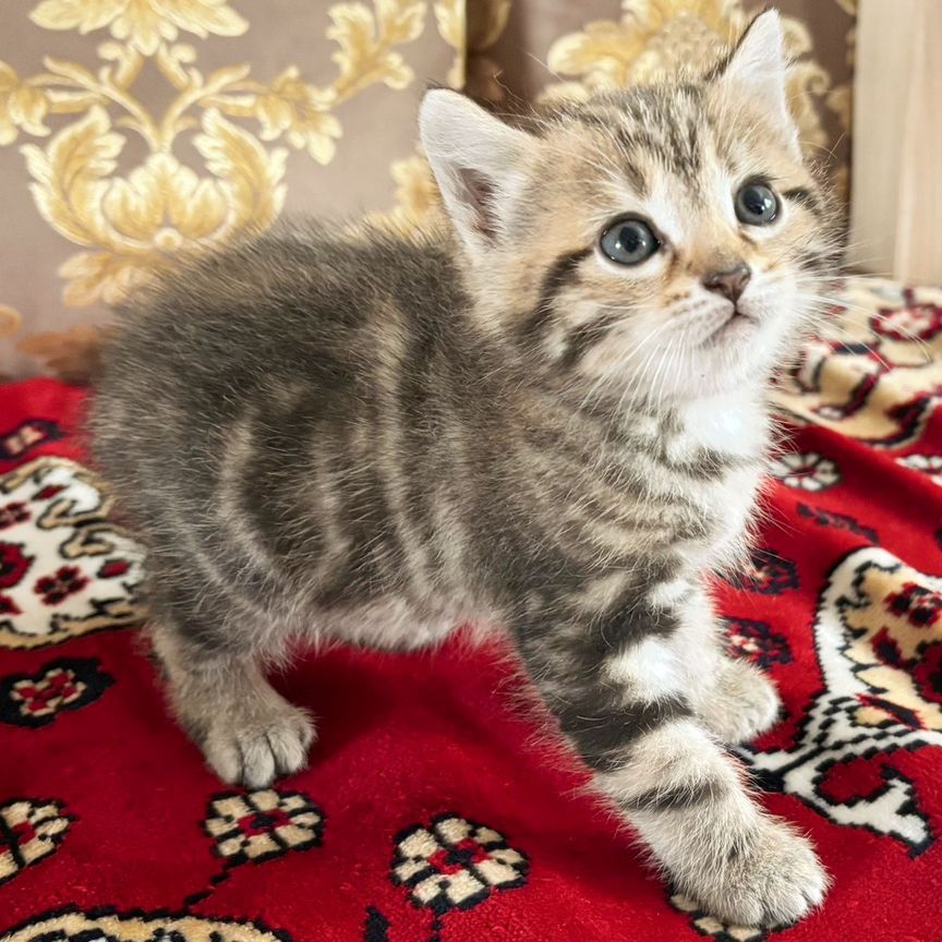 Отдам в добрые руки котенка