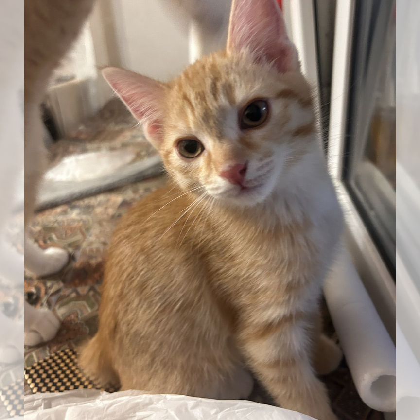Котёнок в добрые руки