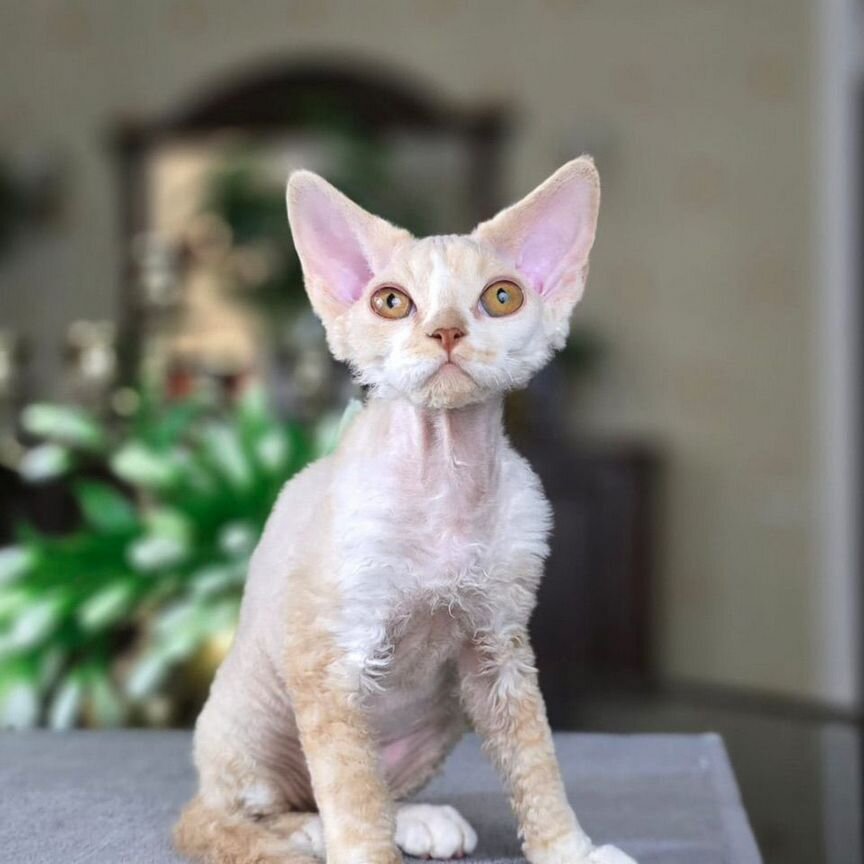 Мальчик Девон Рекс