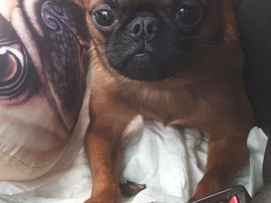 Пти брабансон вязка