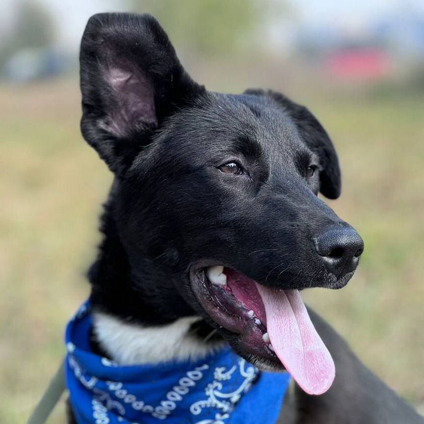 Самый красивый щенок Маффин живёт в приюте