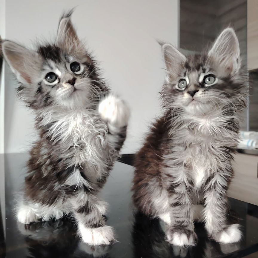 Мейн-кун. Котята