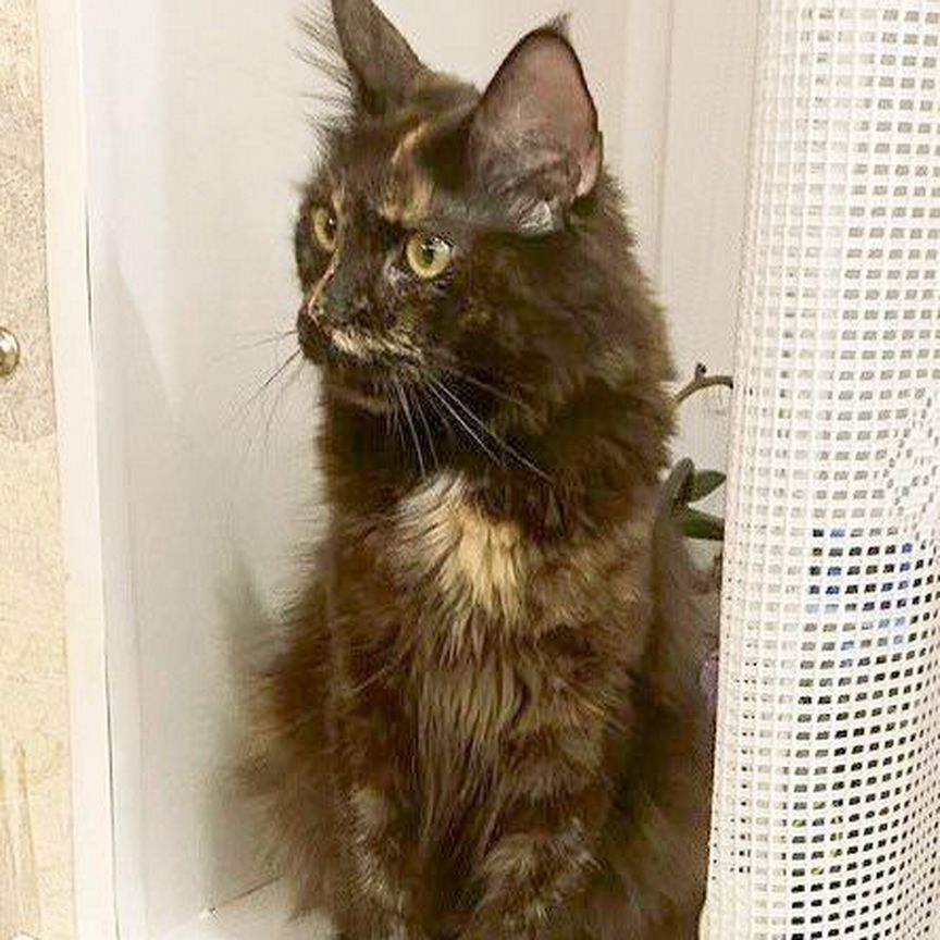 Отдам Мейн-Куна бесплатно