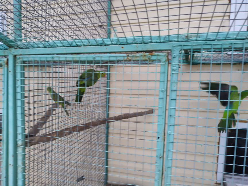 Попугай краснокрылый