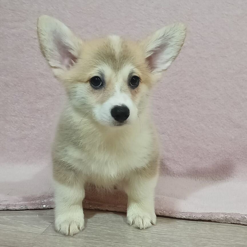 Щенки корги 09.09.24