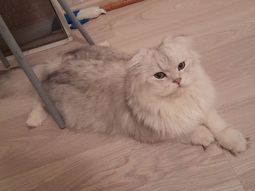Серебристая шиншилла котик