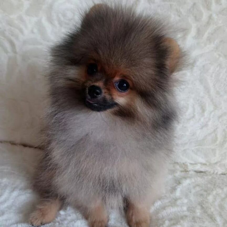 Метиска нем шпица