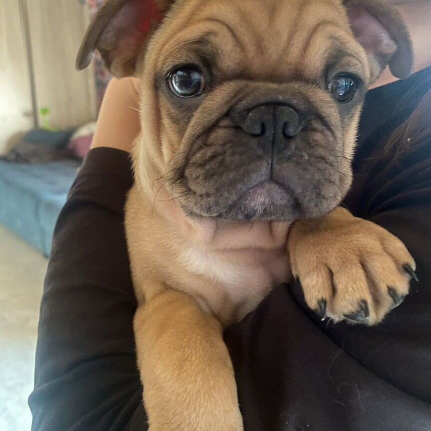 Французский бульдог, щенок