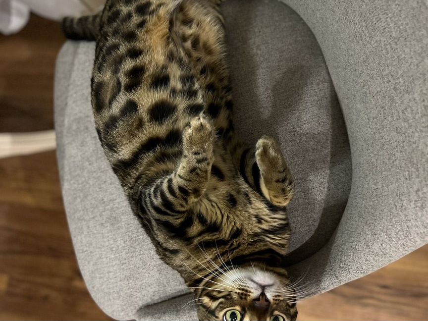 Отдам бегальского кота в хорошие руки