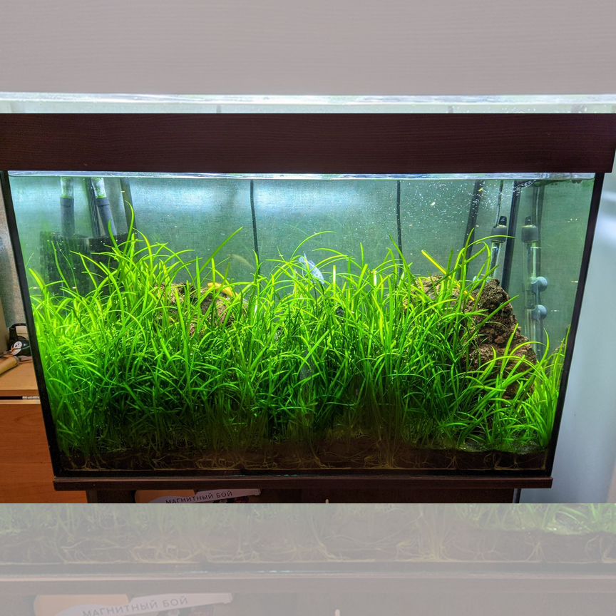 Аквариум с тумбой и содержимым