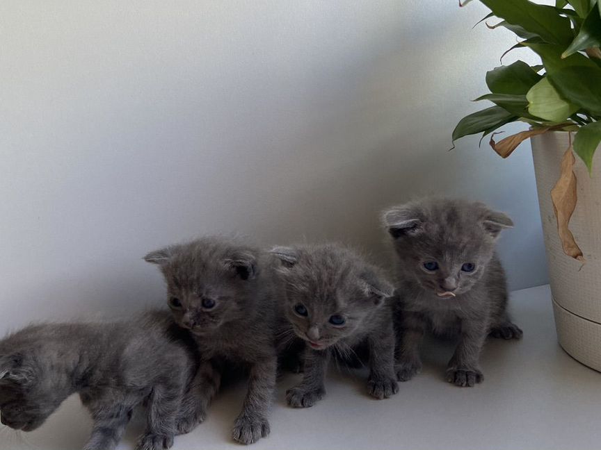 Сибирские котята