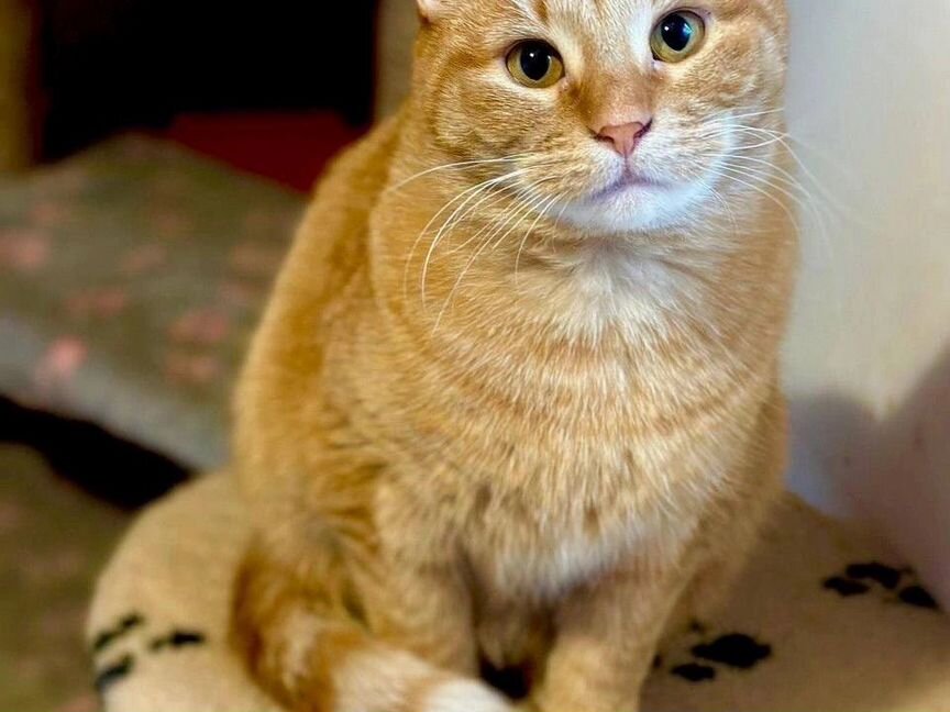 Рыжая кошка