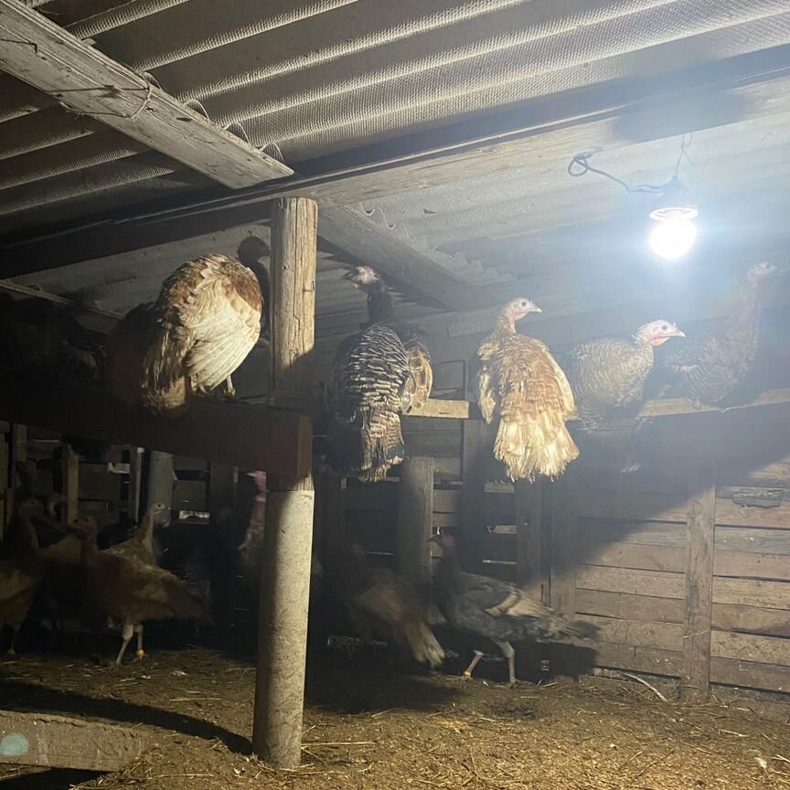 Индюшки степные