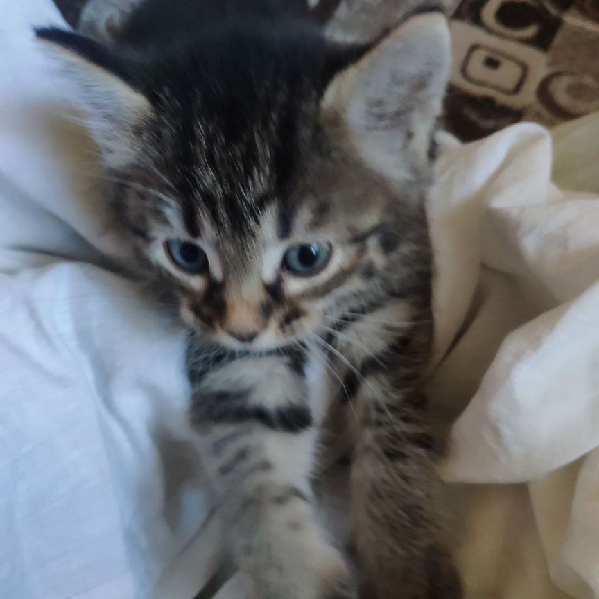 Котик 1.5 месяца