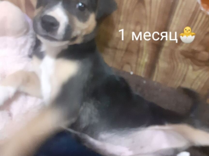 Потерялся щенок