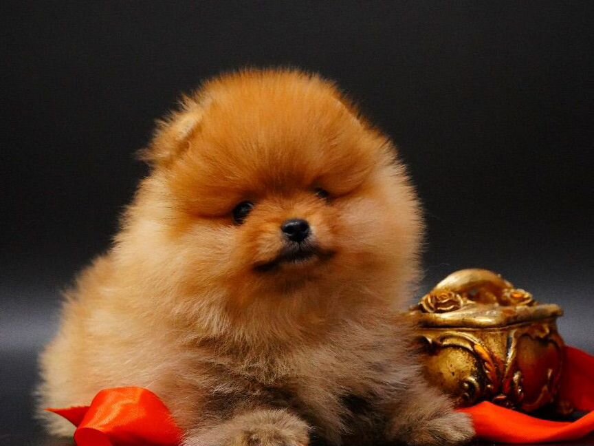 Померанский шпиц медвежьего типа