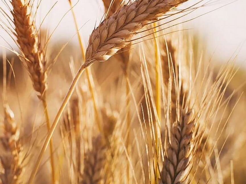 Пшеница ячмень