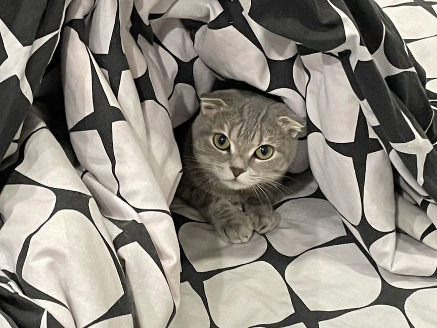 Кошечка ждёт кота на вязку