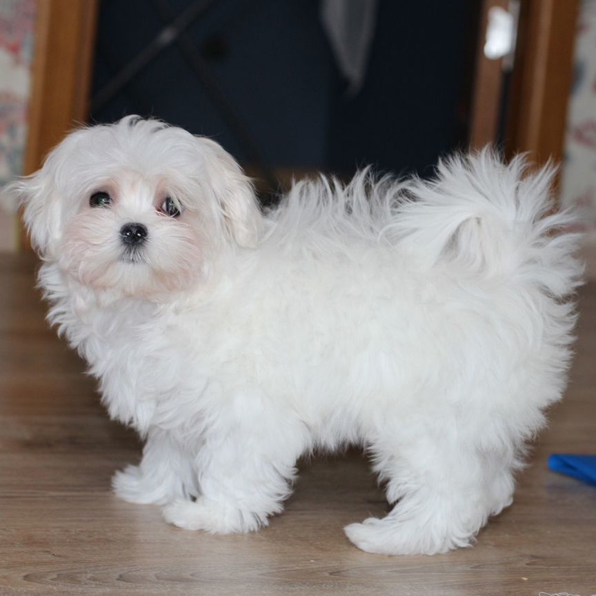 Мальтийская болонка, щенок