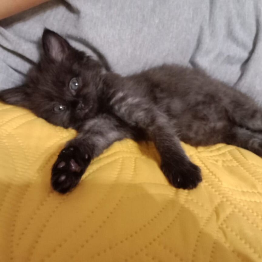 Отдам котёнка в добрые руки