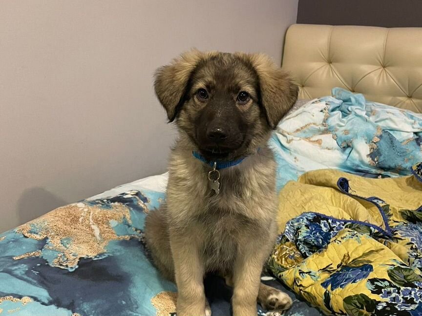 Щенок ищет новый дом